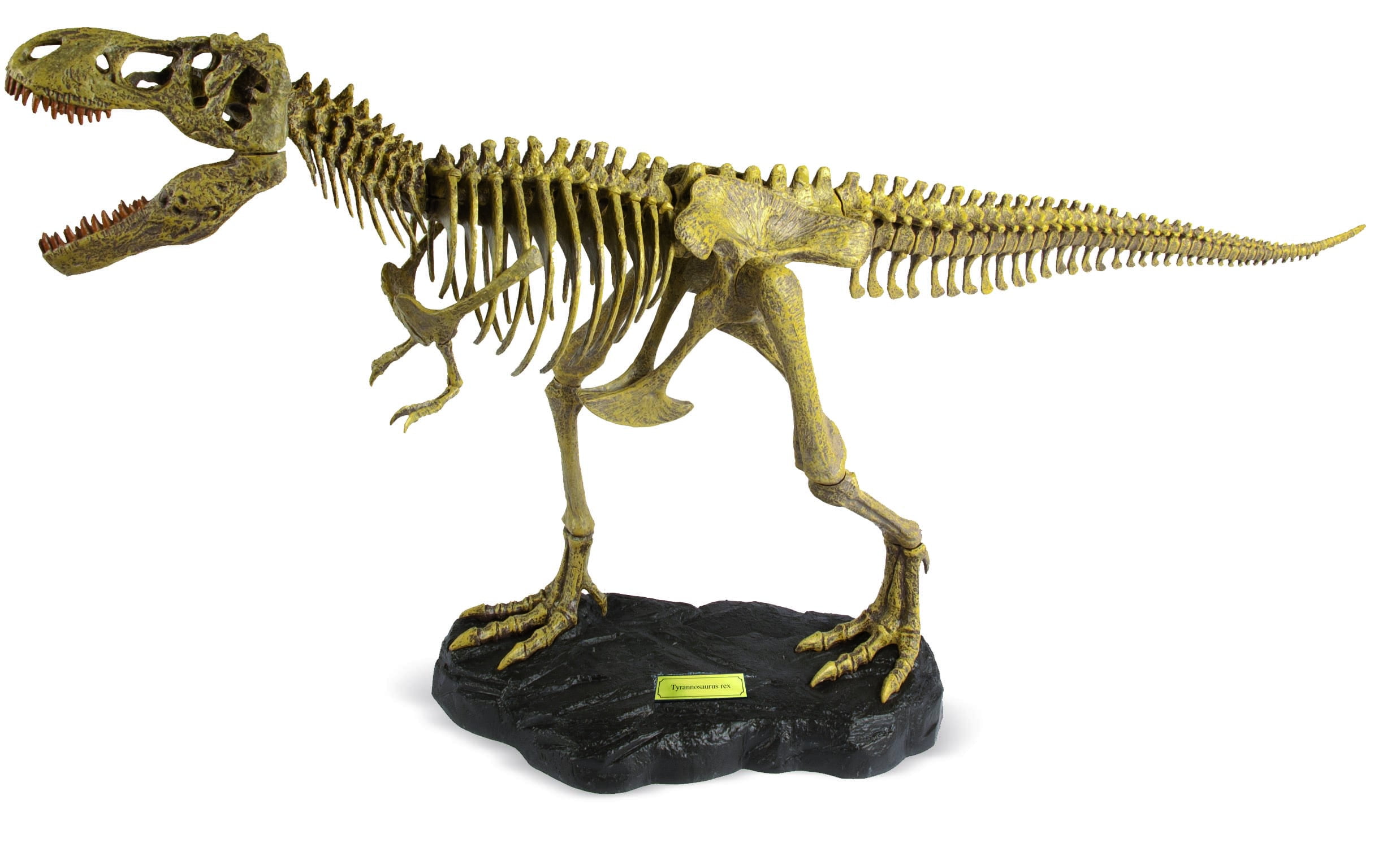 Dr Steven Hunter T Rex Replica Skeleton Toys & Games Educational Toys