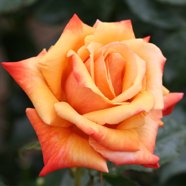 Dee-Lish® Hybrid Tea Rose by Heirloom Roses - Live Fragrant Rose Bush ...