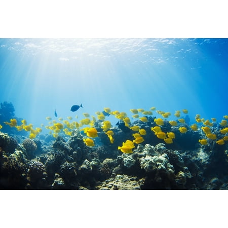 Hawaii, Lanai, School of Yellow Tangs (Zebrasoma flavescens) in the ...