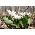 10 White BLOODROOT Sanguinaria Canadensis Shade Ground Cover Flower ...