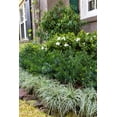 Southern Living Yewtopia Plum Yew Live Shrub in 2-Gallon Grower Pot - Walmart.com