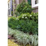Southern Living Yewtopia Plum Yew Live Shrub in 2-Gallon Grower Pot ...