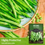 5 packs Contender Bush Bean Seed - Non-GMO Heirloom Full Sun Annual ...