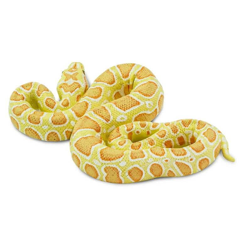 Foot Albino Burmese Python