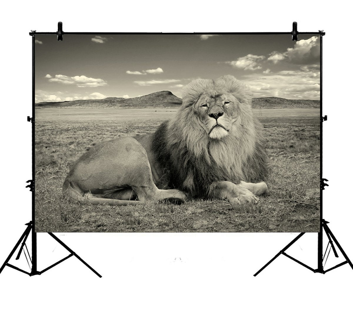 PHFZK 7x5ft Animal Backdrops, Amazing Vintage African Lion King ...