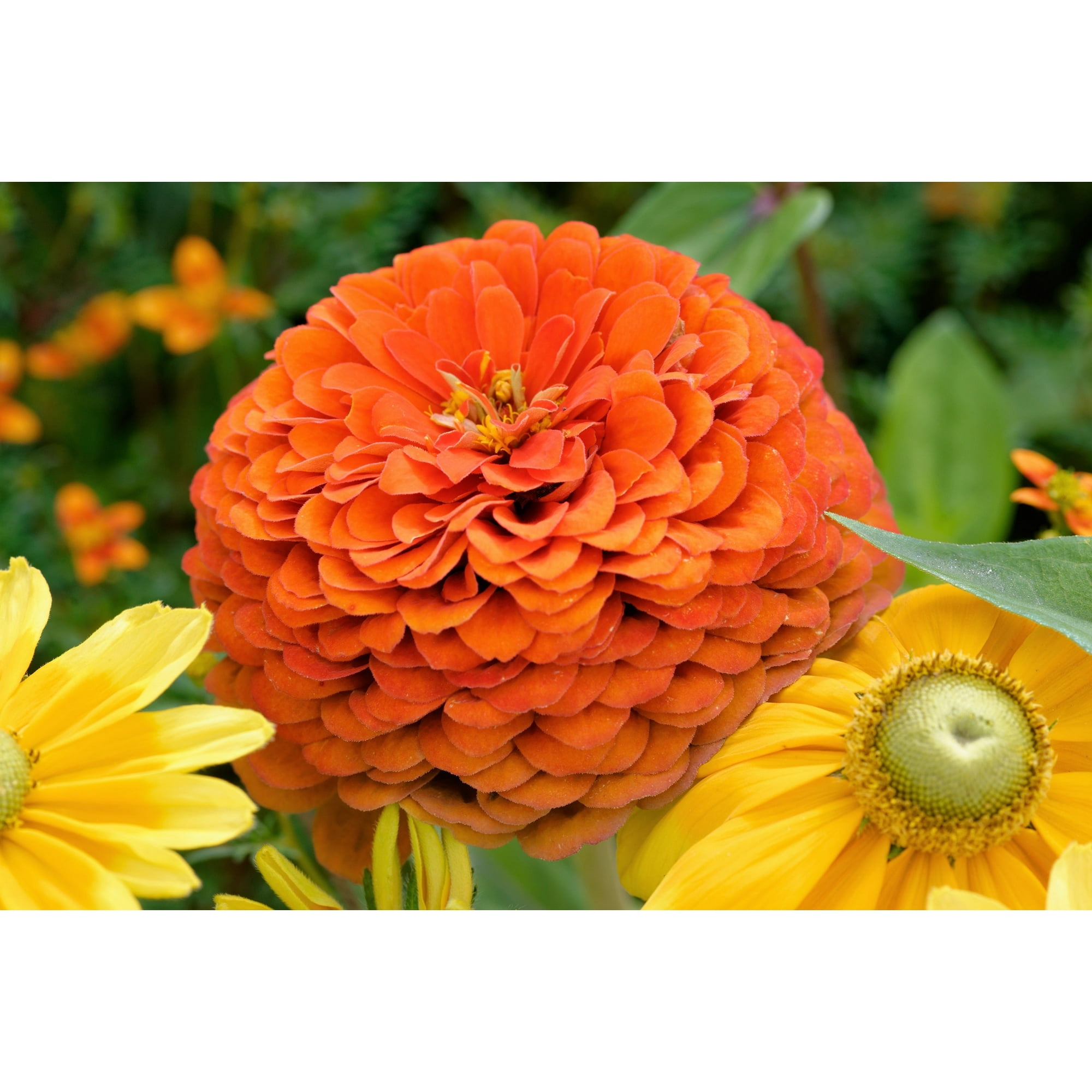 Click here for Seedville Usa 250 Orange King Zinnia Elegans Flowe... prices
