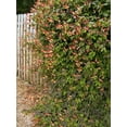 10 FIRECRACKER VINE Flower Mina Lobata Exotic Love Spanish Flag Ipomoea ...