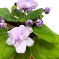 Harmony Foliage African Violet Smokey Moon 4 inch Gesneriad - Walmart.com
