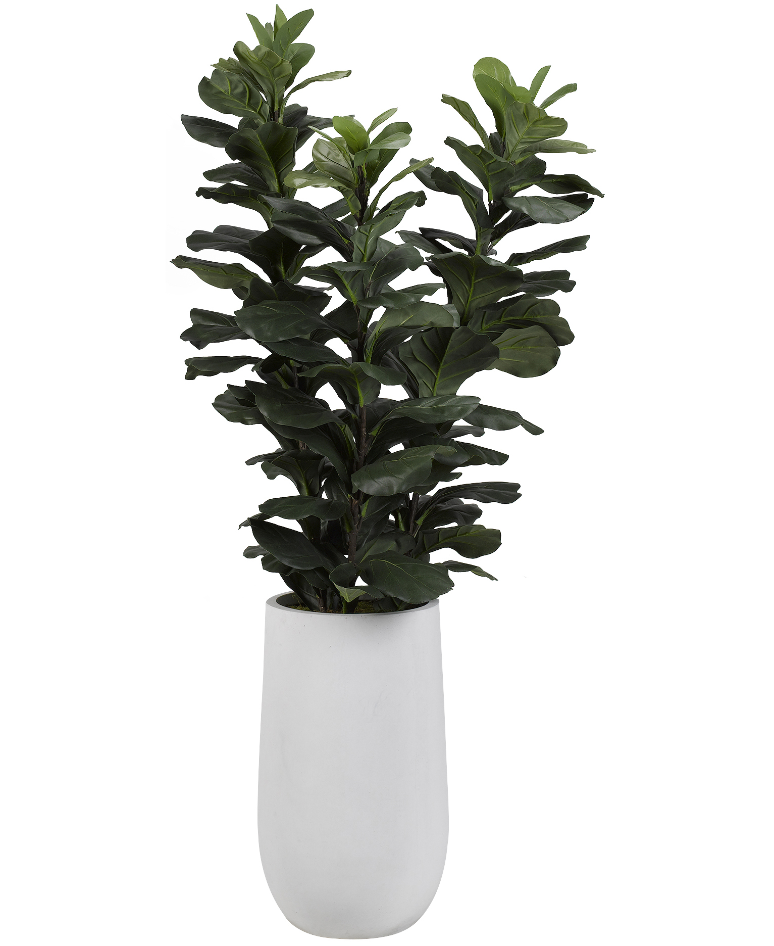 D&W Silks - 6' Fiddle Leaf Fig Tree in Round White Resin Planter ...