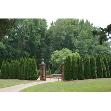 Live Christmas Tree Emerald Green Arborvitae (2.5 Quart) Evergreen ...