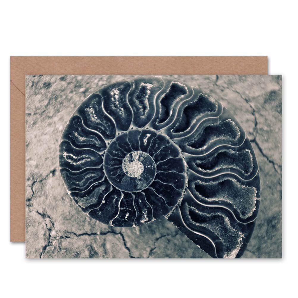 Graph Nature Fossil Shell Marine Life Ammonite Greetings Card Plus ...