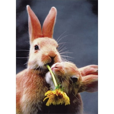 Avanti Press Bunny In Daffodils Easter Card - Walmart.com