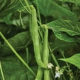 Burpee Organic Burpee's Stringless Green Pod Garden Bean Vegetable Seed ...