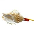 2 Pcs Conch Shell Whistle Necklace, Small Toy, Ocean-Themed Fun (Size ...