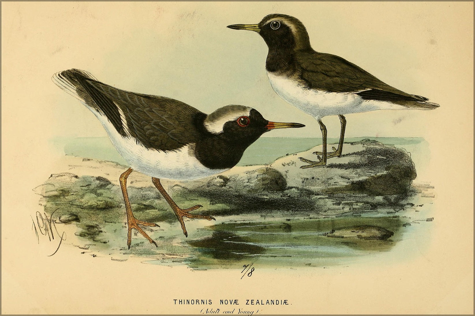 24"x36" Gallery Poster, Shore Dotterel or Shore Plover from birds of ...