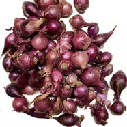 Grow Willow for Biofuel, Biomass - Fresh Cuttings to Plant - Easy and ...