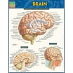 Anatomy of the Brain (Pocket-Sized Edition - 4x6 inches) (Edition 2 ...