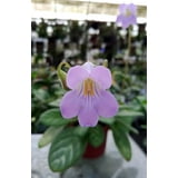 Hirt's Gardens Summer Song Asian Violet, Primulina, 2.5" Pot ...