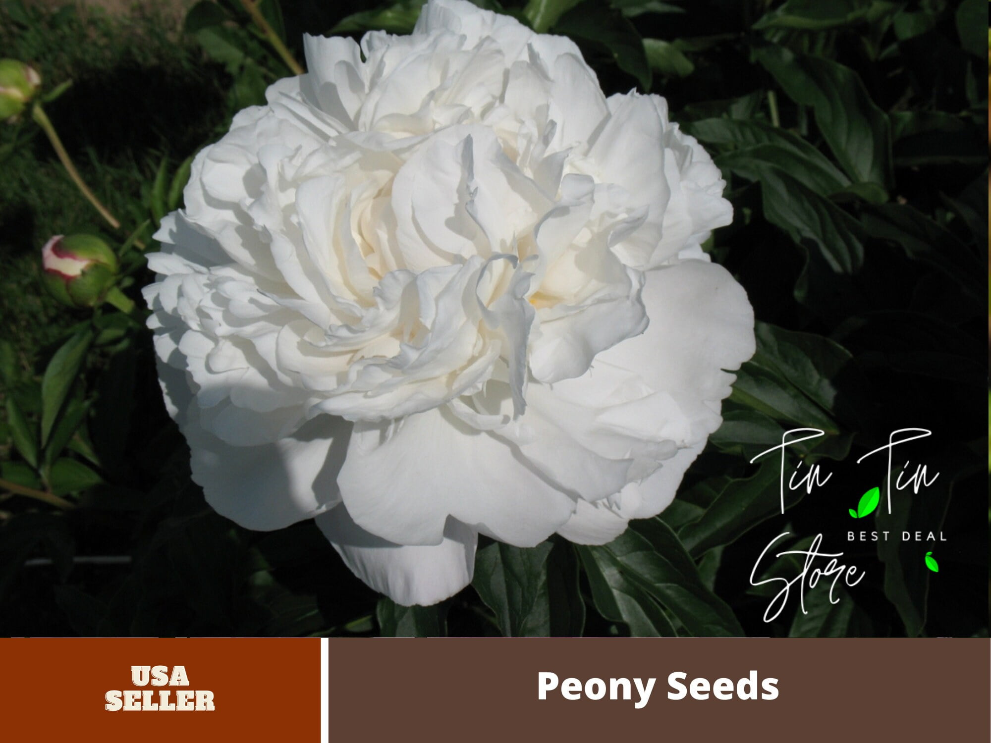 10+ Rare Seeds| Eden's Perfume Peony Seeds #B045 [BUY 3 GET 1 FREE ...