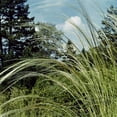 Drought Tolerant Stipa Barbata Ornamental Grass Plant Seed - 20 Seeds ...