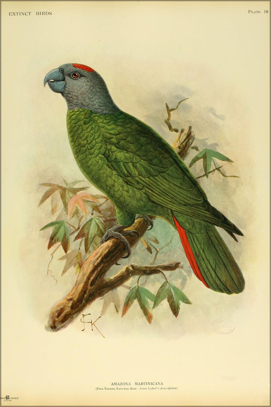 24"x36" Gallery Poster, The Martinique Amazon, Amazona martinicana, was ...