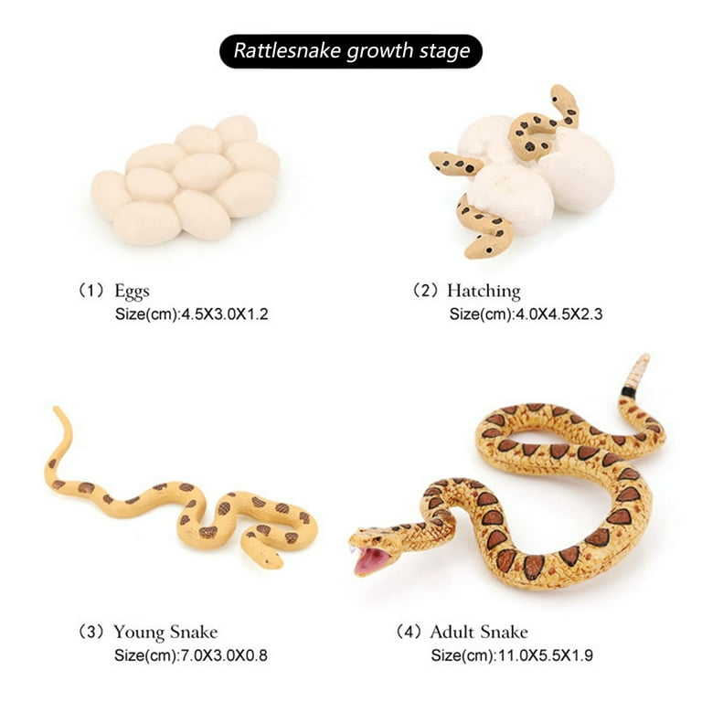 Life Cycle Of A Rattlesnake Life Cycle Of A Snake Activity Childrens