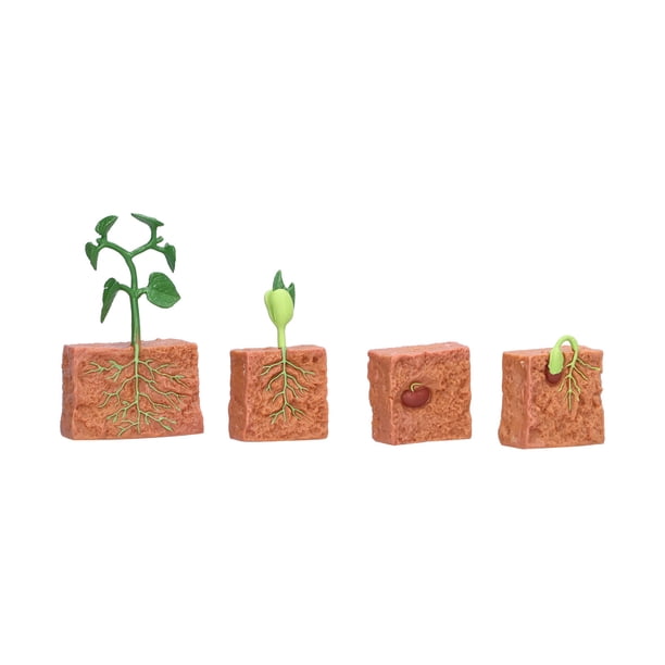 Life Cycle Of A Green Bean Plant, Beans Growth Stage Model Educational ...
