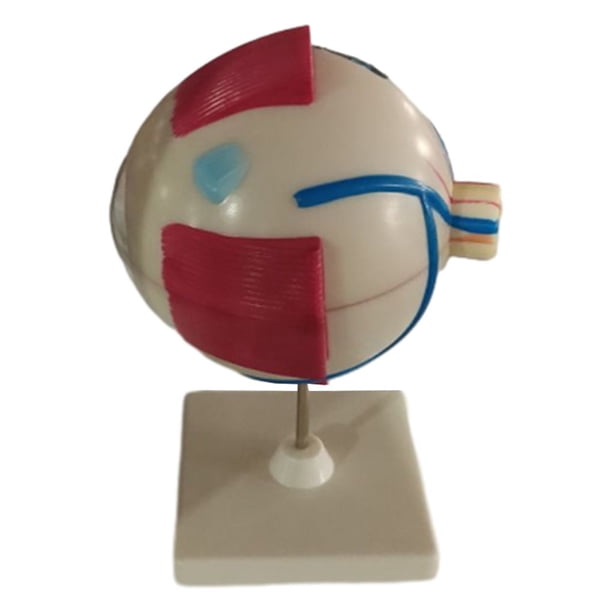 Goriertaly Eyeball Model 6 Times Anatomical Eye Learning Tools Internal ...