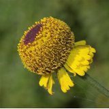50 ROSILLA Helenium Puberulum Autumn Lollipop Sneezeweed Dogtooth Daisy ...