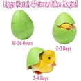 SCS Direct Super Grow Eggs for Kids 3 Pack- Hatch and Grow - Three ...