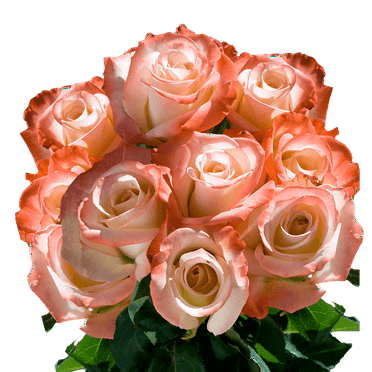 50 Stems of Ivory Roses- Beautiful Fresh Cut Flowers- Express Delivery ...