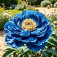 Brilliant Peony Planting-(Non-Artificial)-Home Decoration-Premium ...