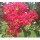 Crape Myrtle Hedge Shrub, Dynamite Red Flowers, Starter Plant - Walmart.com