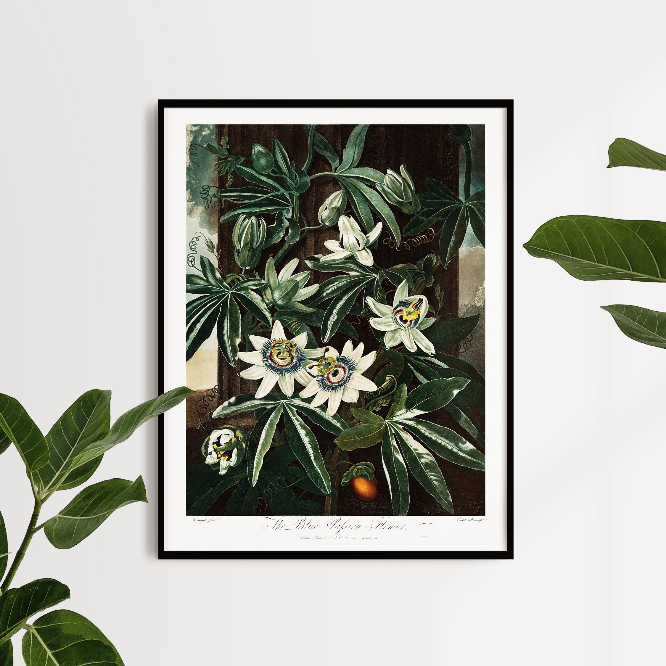 The Passiflora Cerulea - 1807 | Robert John Thornton | Premium Fine Art ...