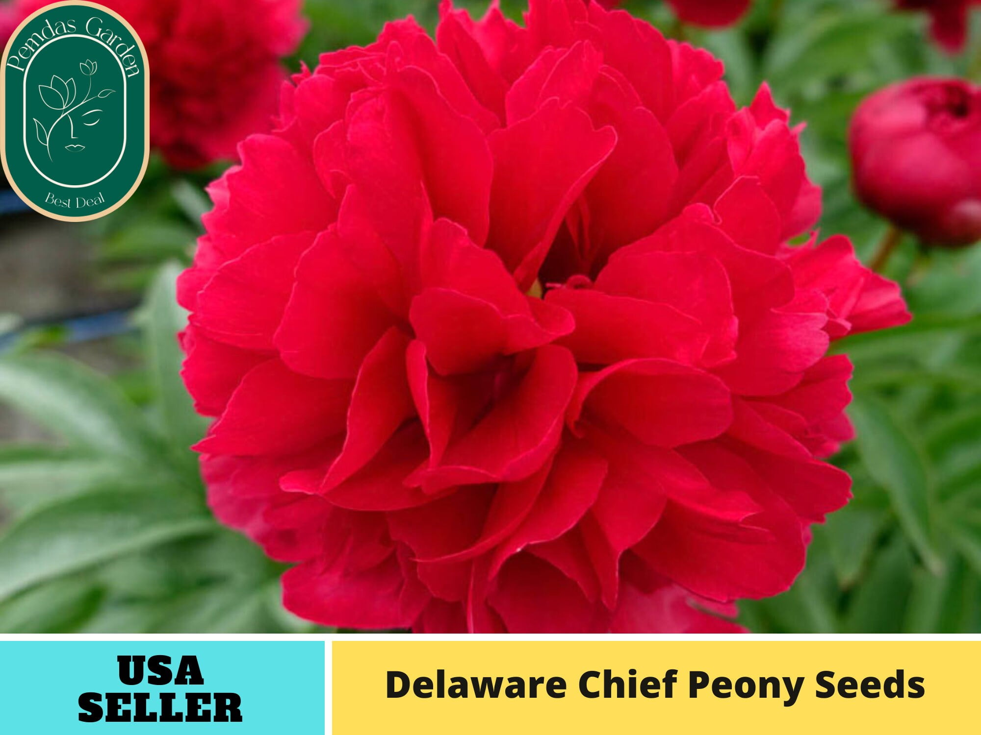 10+Seeds| Delaware Chief Peony Perennial Seeds - Authentic Seeds ...