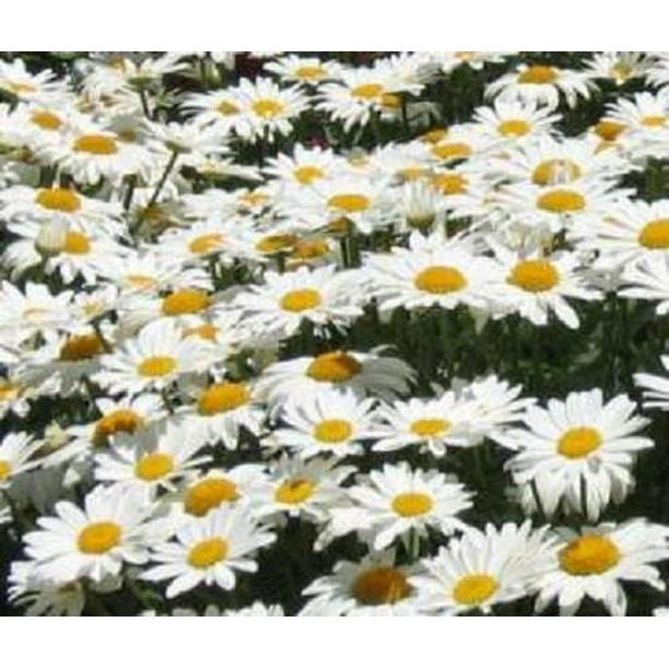1000 DWARF White SHASTA DAISY Chrysanthemum Maximum Flower Seeds ... 1000 DWARF White SHASTA DAISY Chrysanthemum Maximum Flower Seeds ...