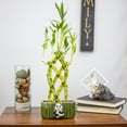 NW Wholesaler Indoor 8 Stalk Braided Lucky Bamboo Plant - Real 12 Inch ...