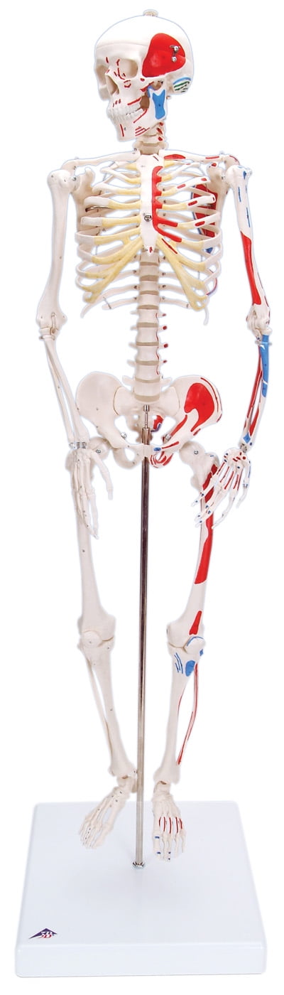 Anatomical model: mini skeleton W/ muscles on base - Walmart.com