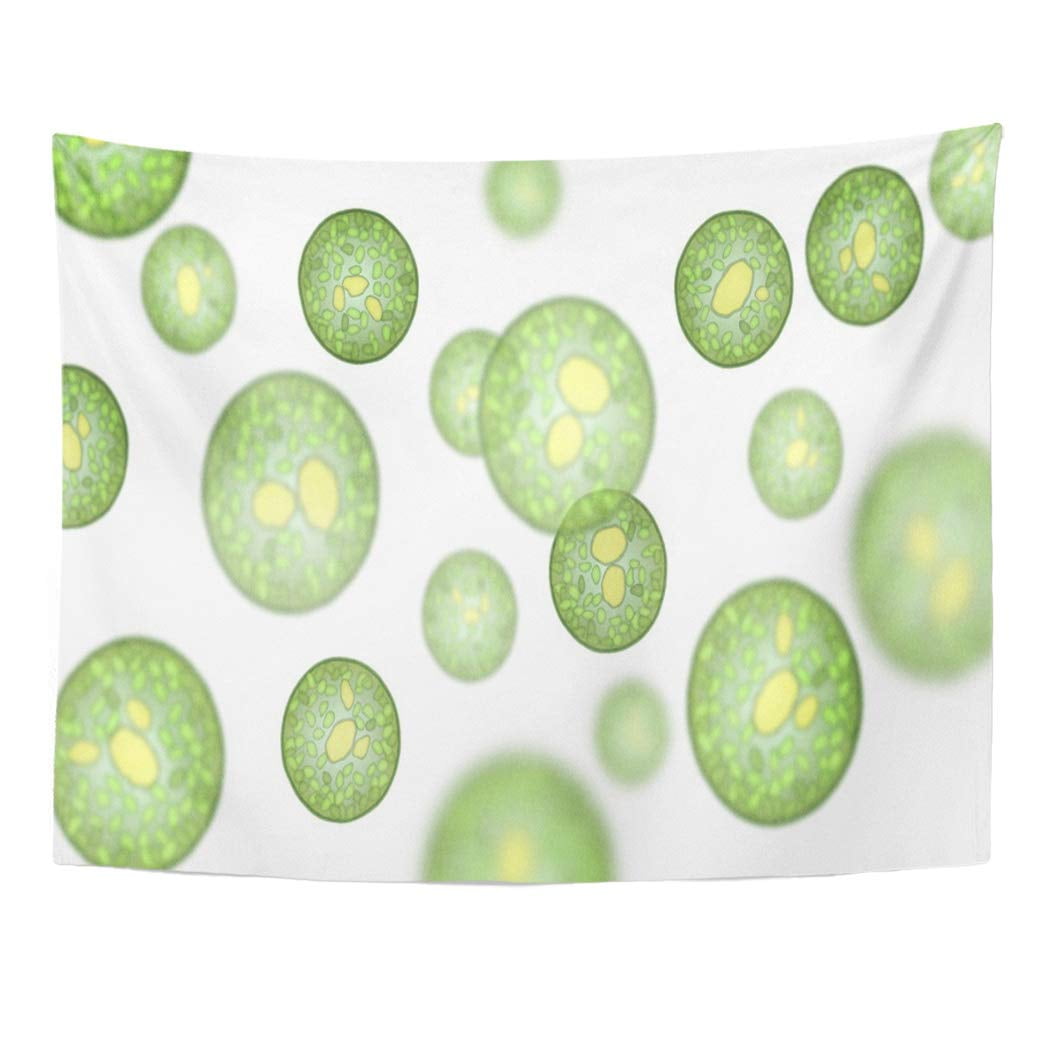 ZEALGNED Single Cell Algae Lipid Droplets Biofuel Production Microalgae ...