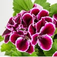 Expert Gardener 2QT Purple White Regal Geranium Live Annual Plant Sun 3 ...
