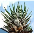 Super Zebra Plant - Haworthia fasciata - Low Light Indoor Office ...