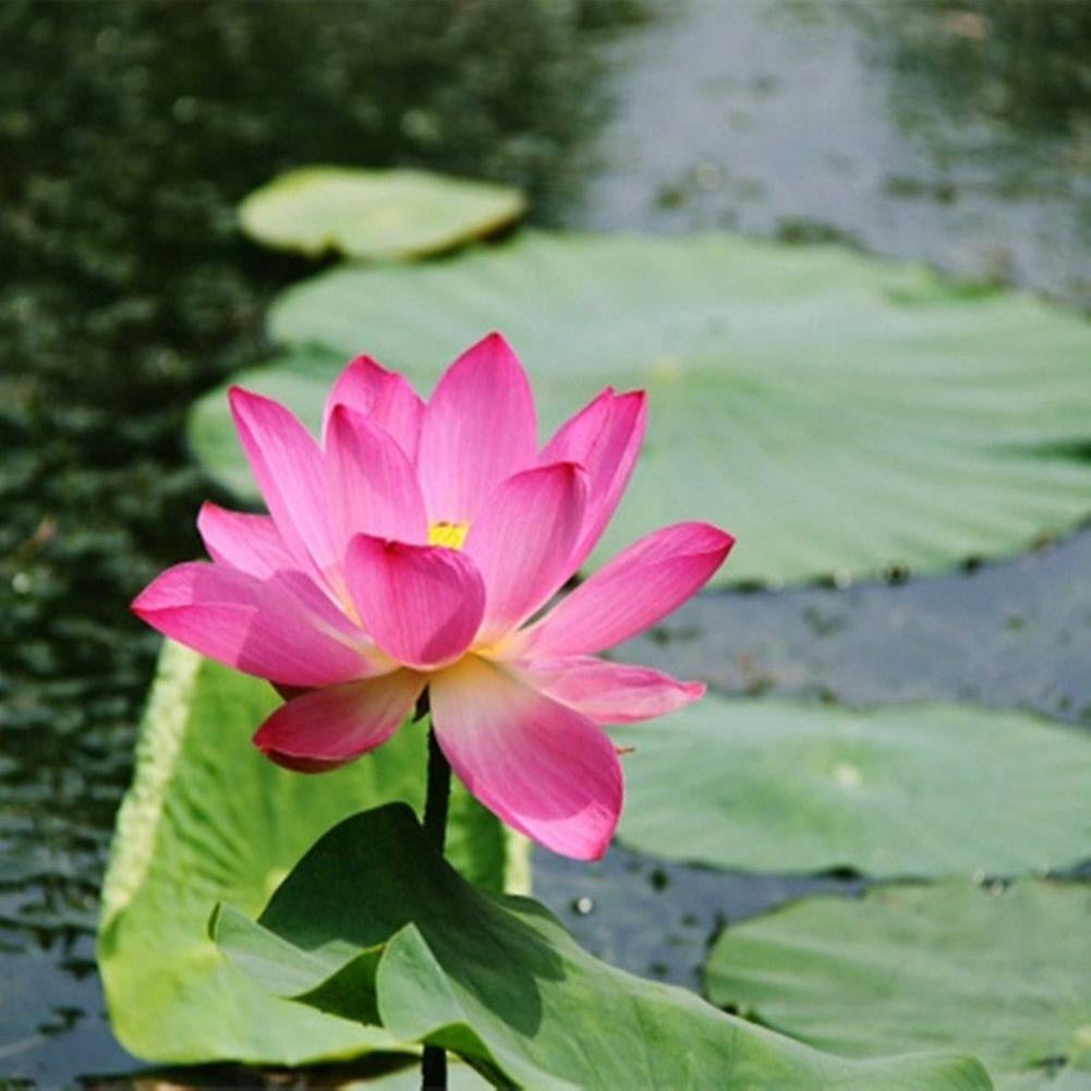Click here for Junzhexiangsheng 10pcs Water Lily Flower Plant Bow... prices