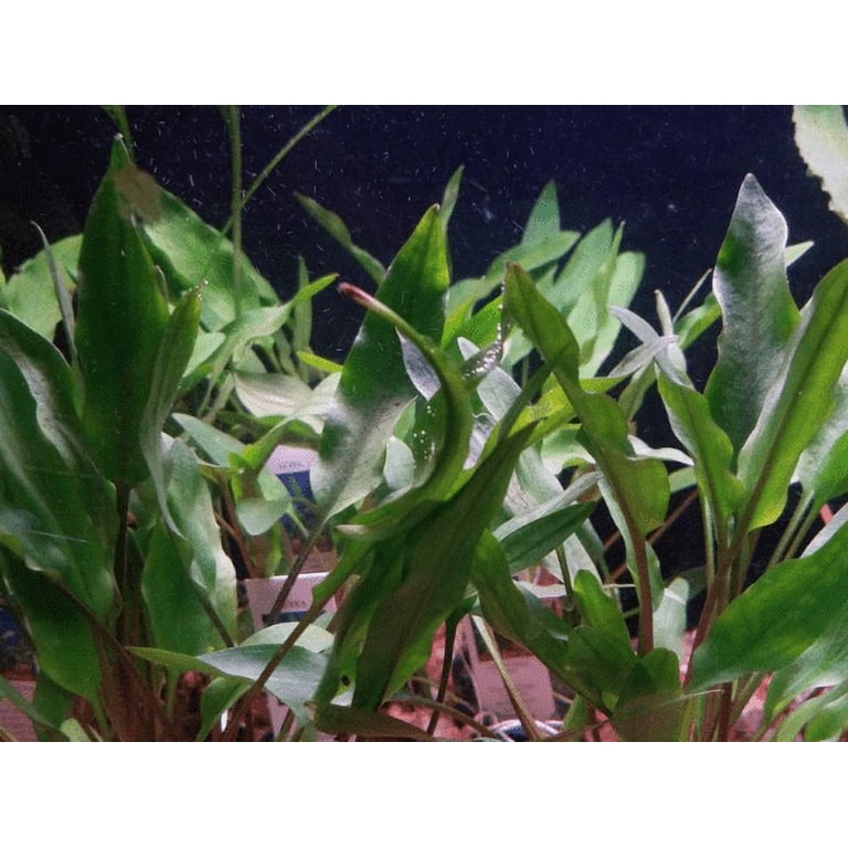 Cryptocoryne Pygmaea