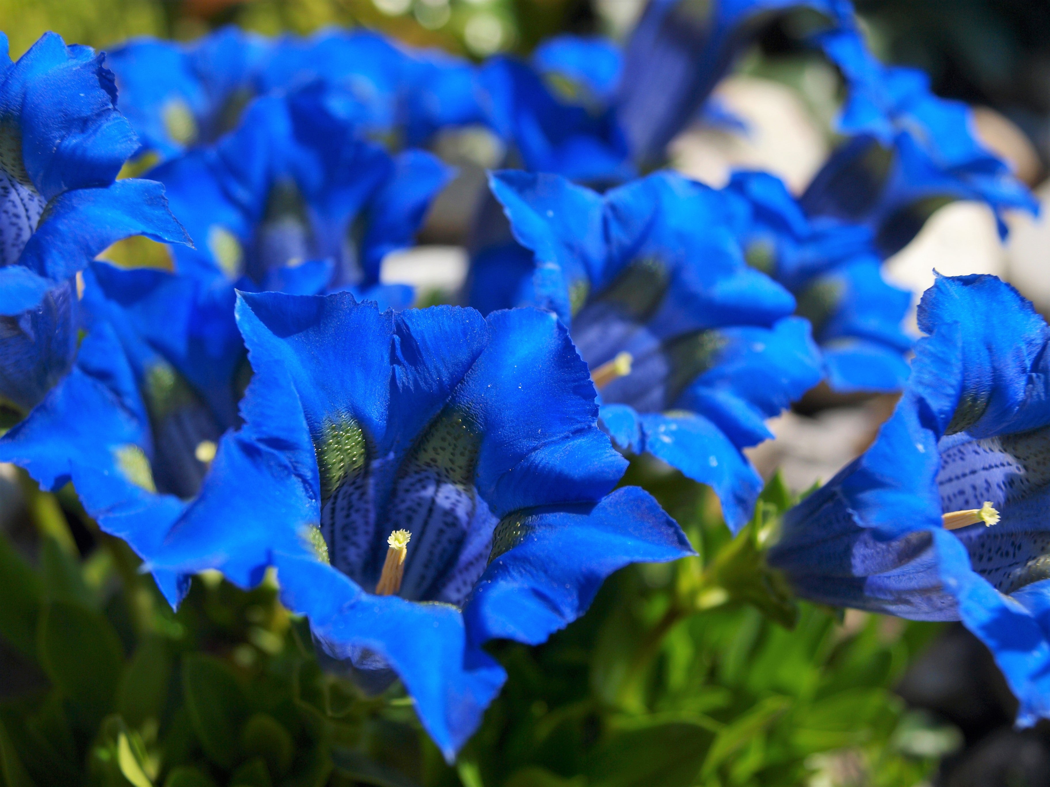 15 Blue STEMLESS GENTIAN Gentiana Acaulis Kochiana Flower Seeds ...