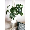 American Plant Exchange Monstera Adansonii Swiss Cheese Houseplant, 4 ...