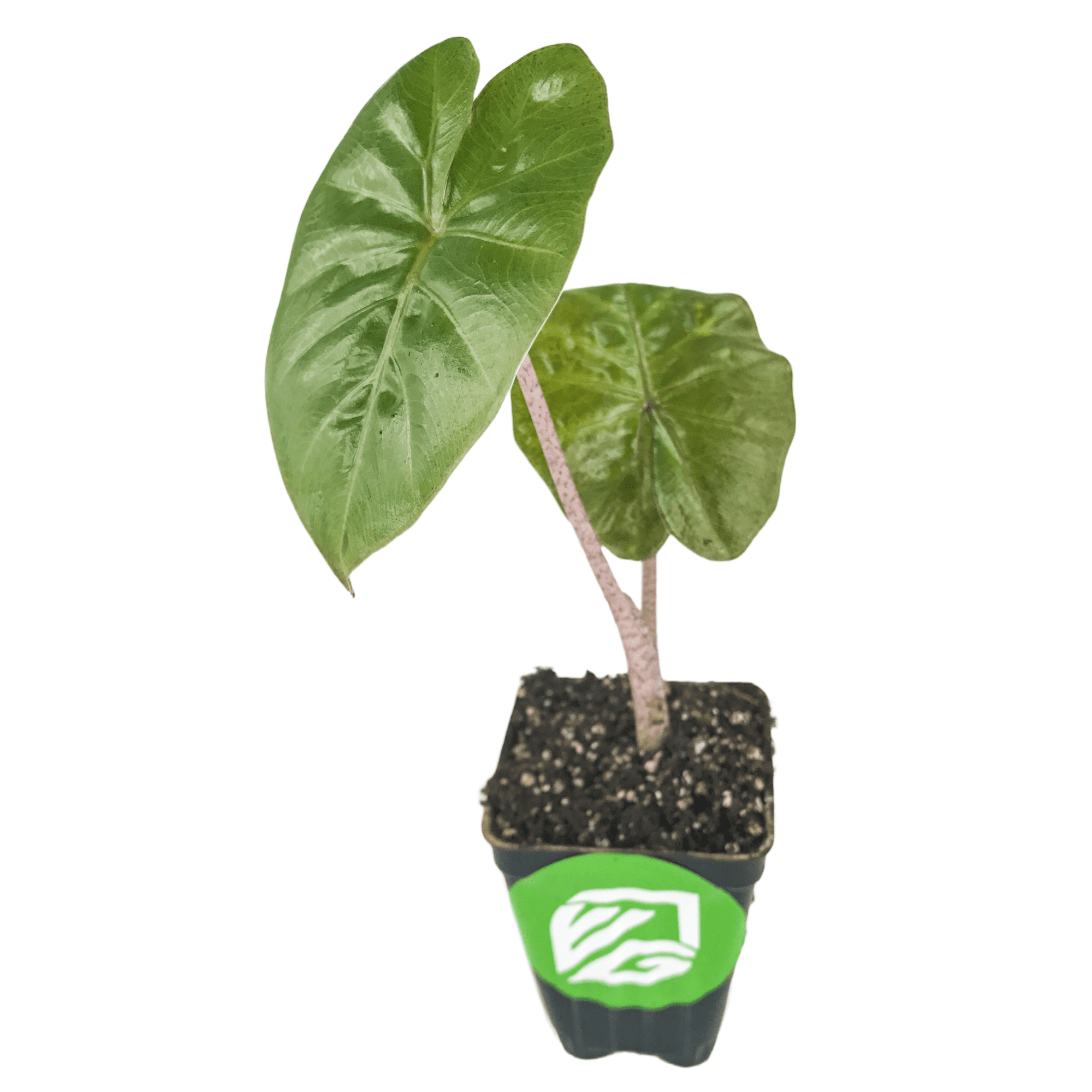 Yucatan Queen Elephant Ear Live Plant - Alocasia sarawakensis ...