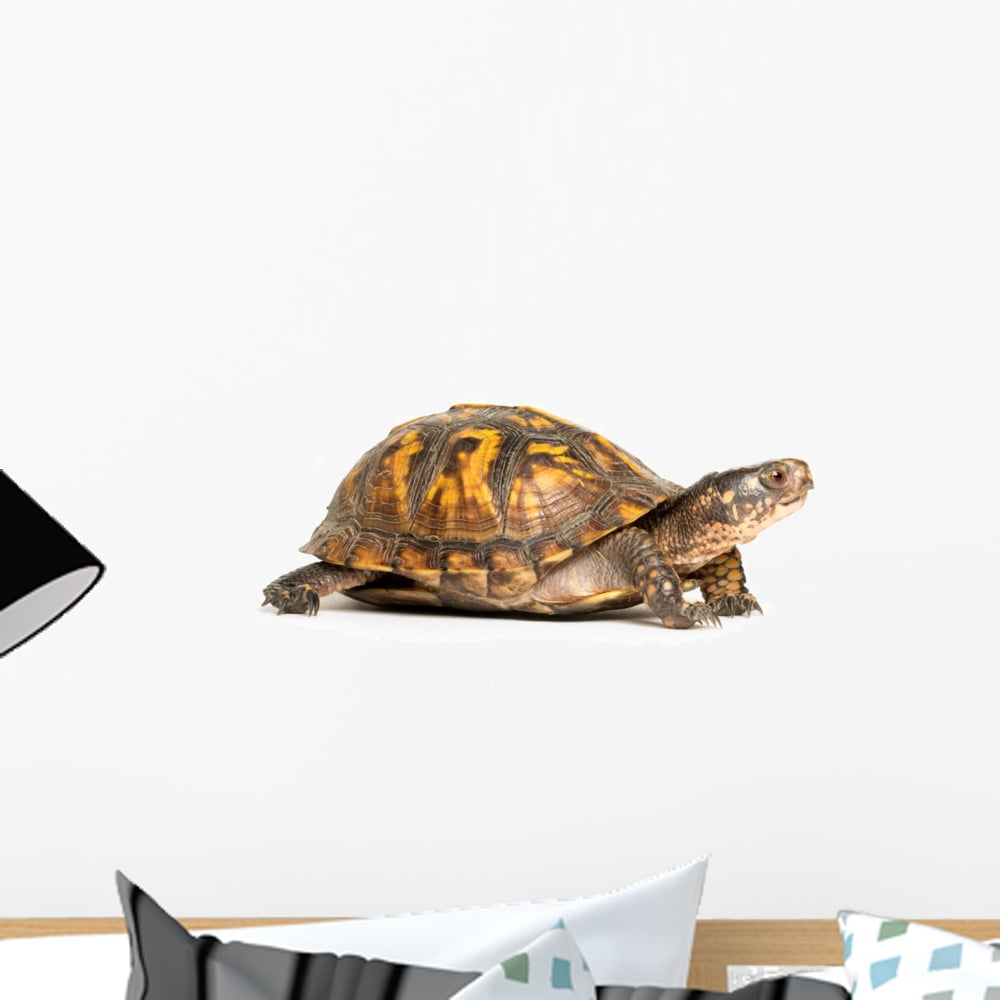 Eastern Box Turtle Wall Mural by Wallmonkeys Peel and Stick Graphic (18 ...