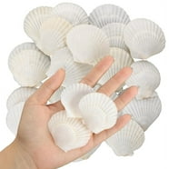 Coco Midrib Sea Shell Pack: Natural, 6 inches - Walmart.com