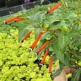 Cuphea Ignea, Firecracker Plant - Pot Size: 3" (2.6x3.5") - Flowering ...