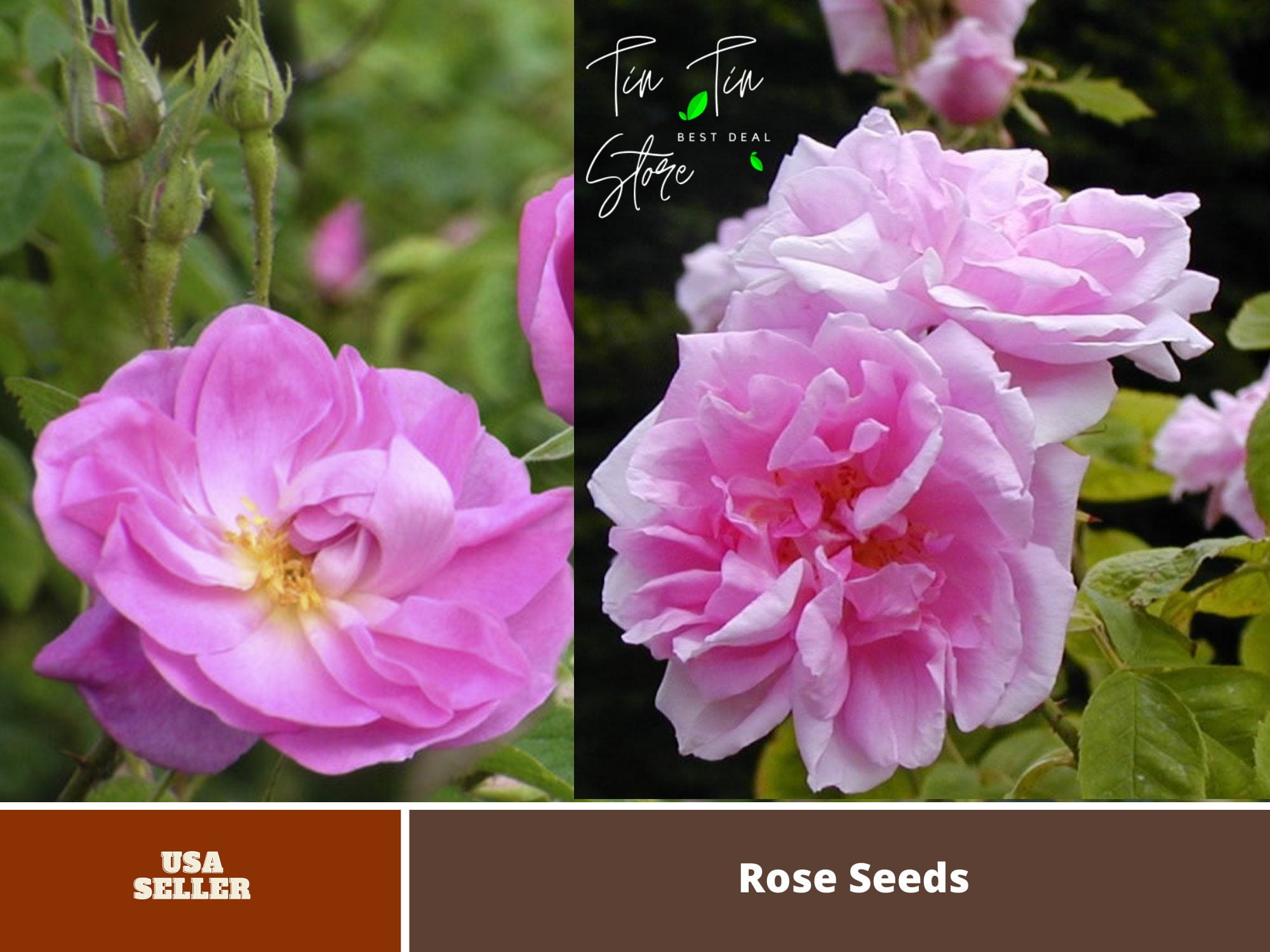 30 Rare Seeds| Rose Damascena Hybrid, Fresh Exotic Pink Rose#1125 |BUY ...